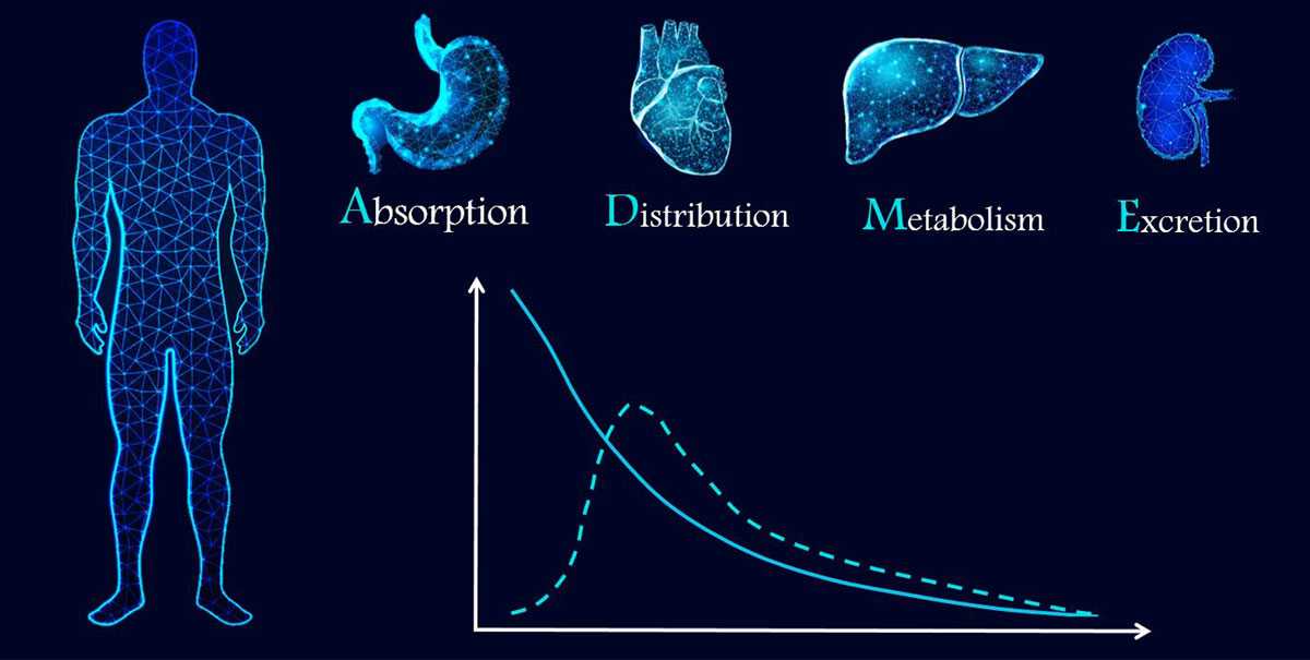 Pharmacokinetic Analysis